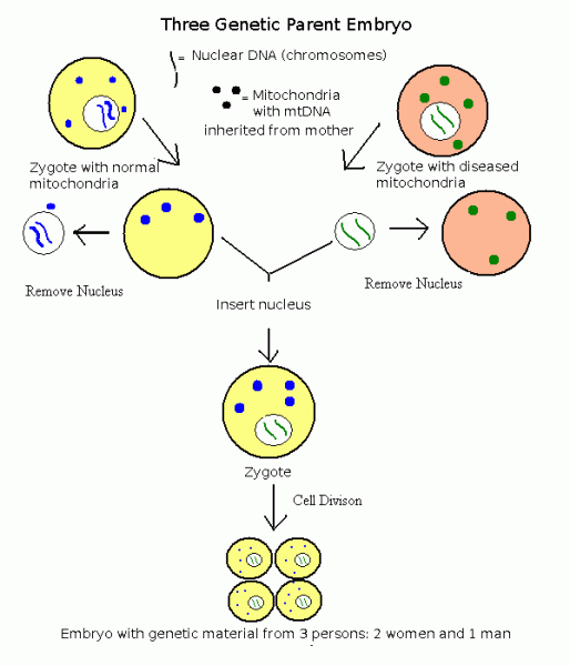 Three parent embryos – an unholy Trinity – The Catechesis of Caroline